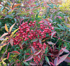 Pépinières Croux - Trouve Plante