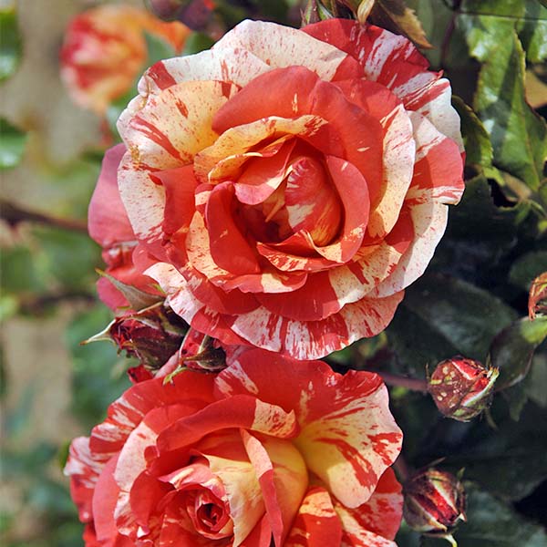 Pépinières et Roseraies Georges Delbard – Rosiers et arbres fruitiers ...