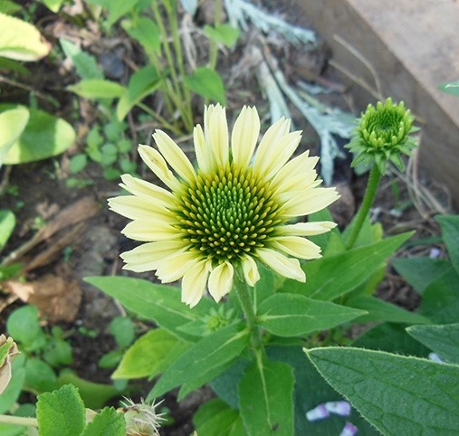 Pépinière Éric Deloulay - Trouve Plante