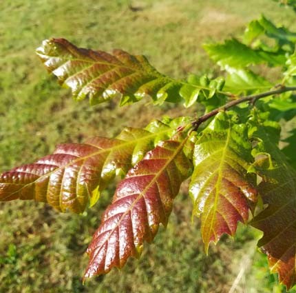 Florama - Trouve Plante