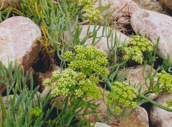 La Criste Marine - Trouve Plante