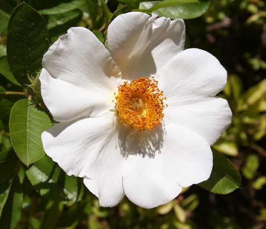 Candice Roses - Trouve Plante