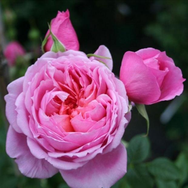 Les Roses de la Côte d'Émeraude - Trouve Plante